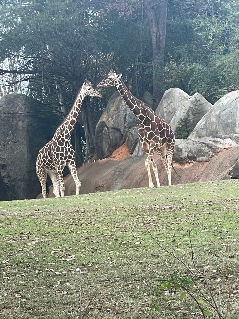 A Visit to North Carolina Zoo – Carolina Mom
